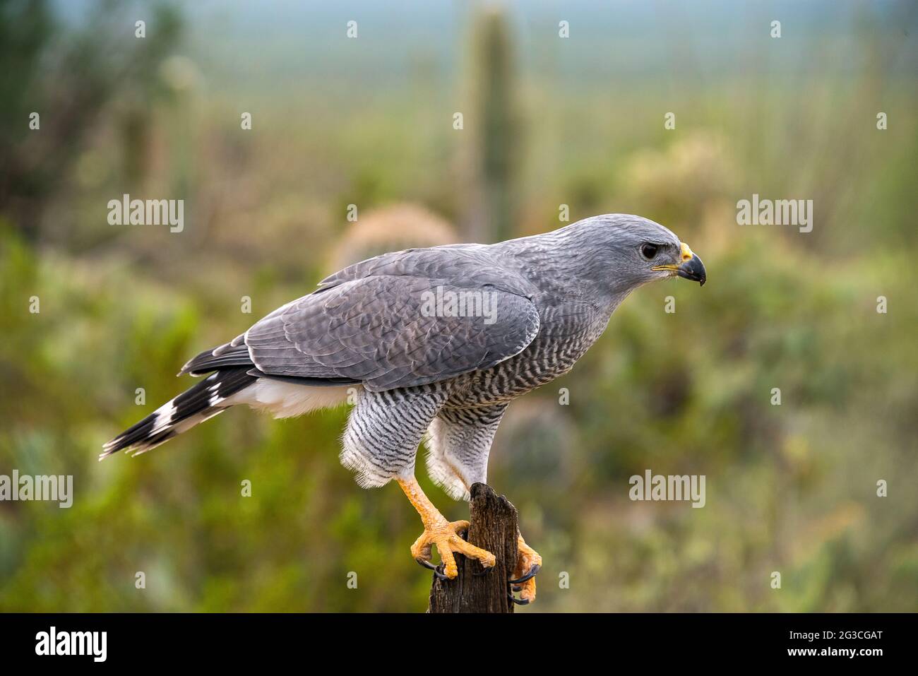 A grey hawk Stock Photo - Alamy