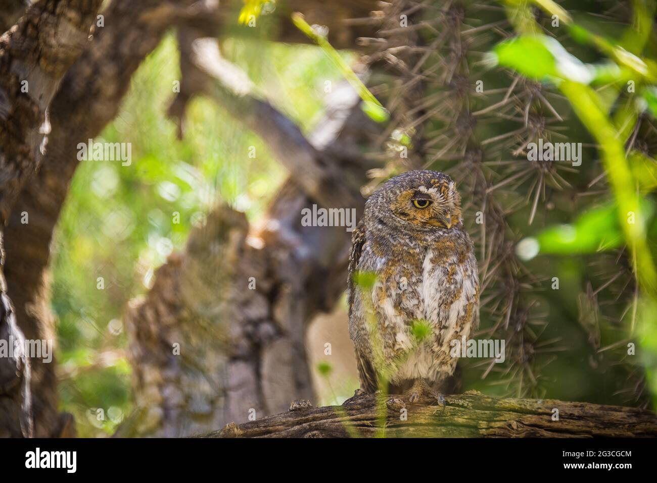 Elf owl hi-res stock photography and images - Alamy