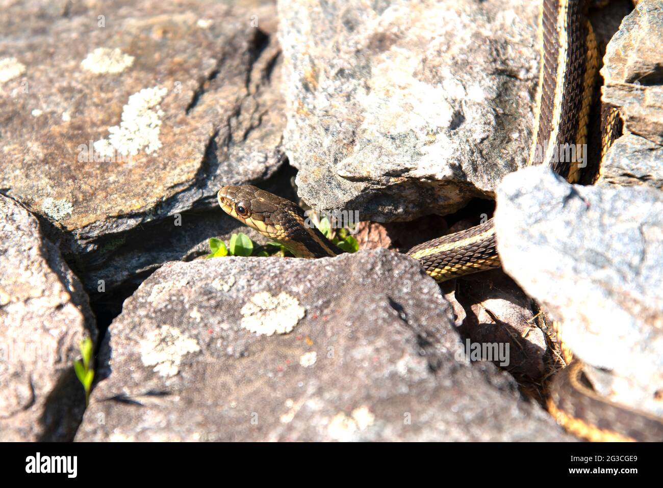Snake wall hi-res stock photography and images - Alamy