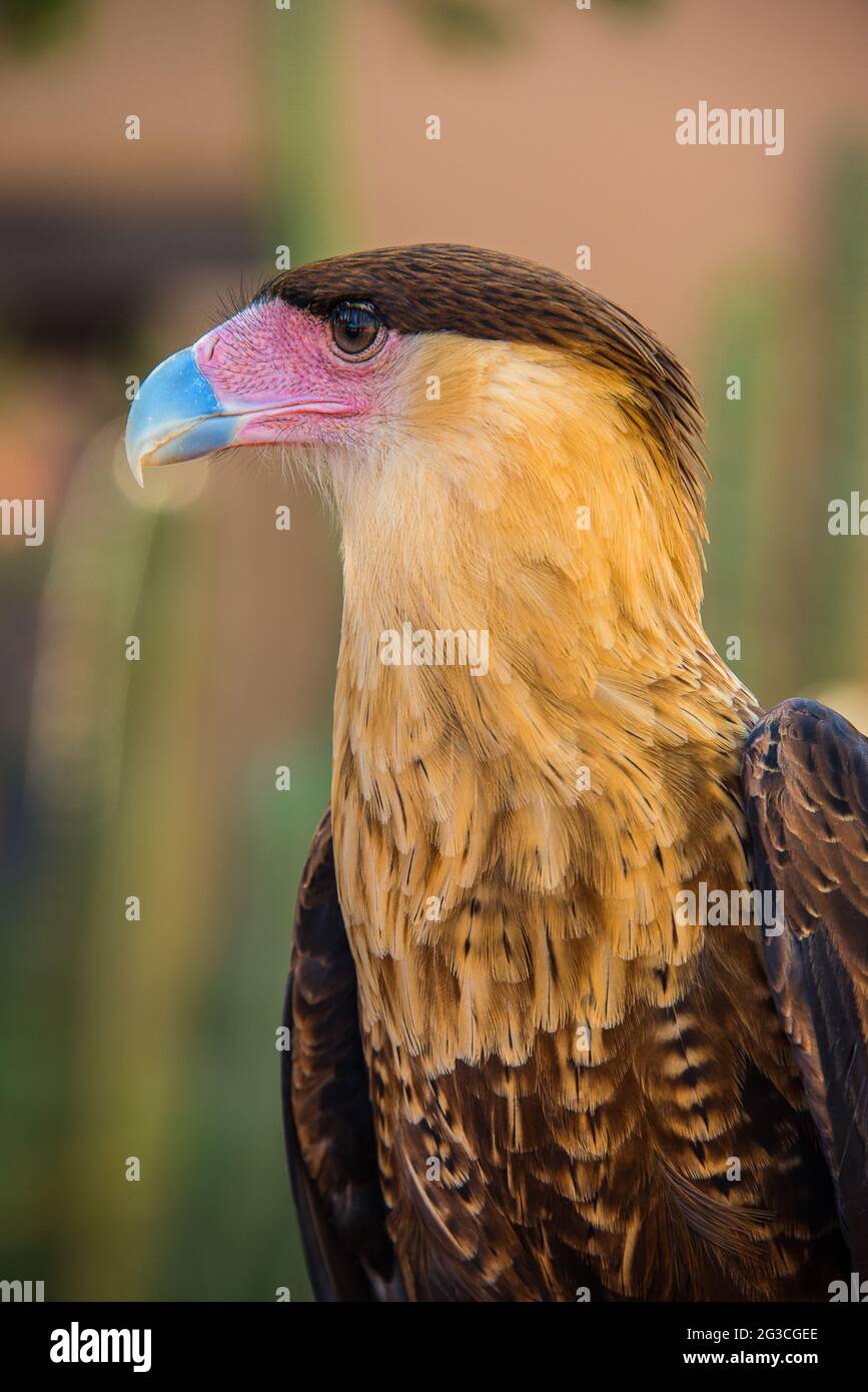 Arizona raptor hi-res stock photography and images - Alamy