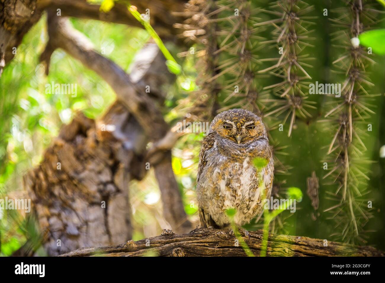 Elf owl hi-res stock photography and images - Alamy
