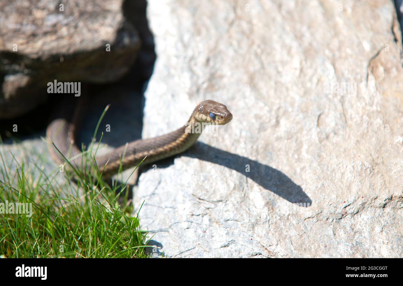 American garter snake hi-res stock photography and images - Alamy