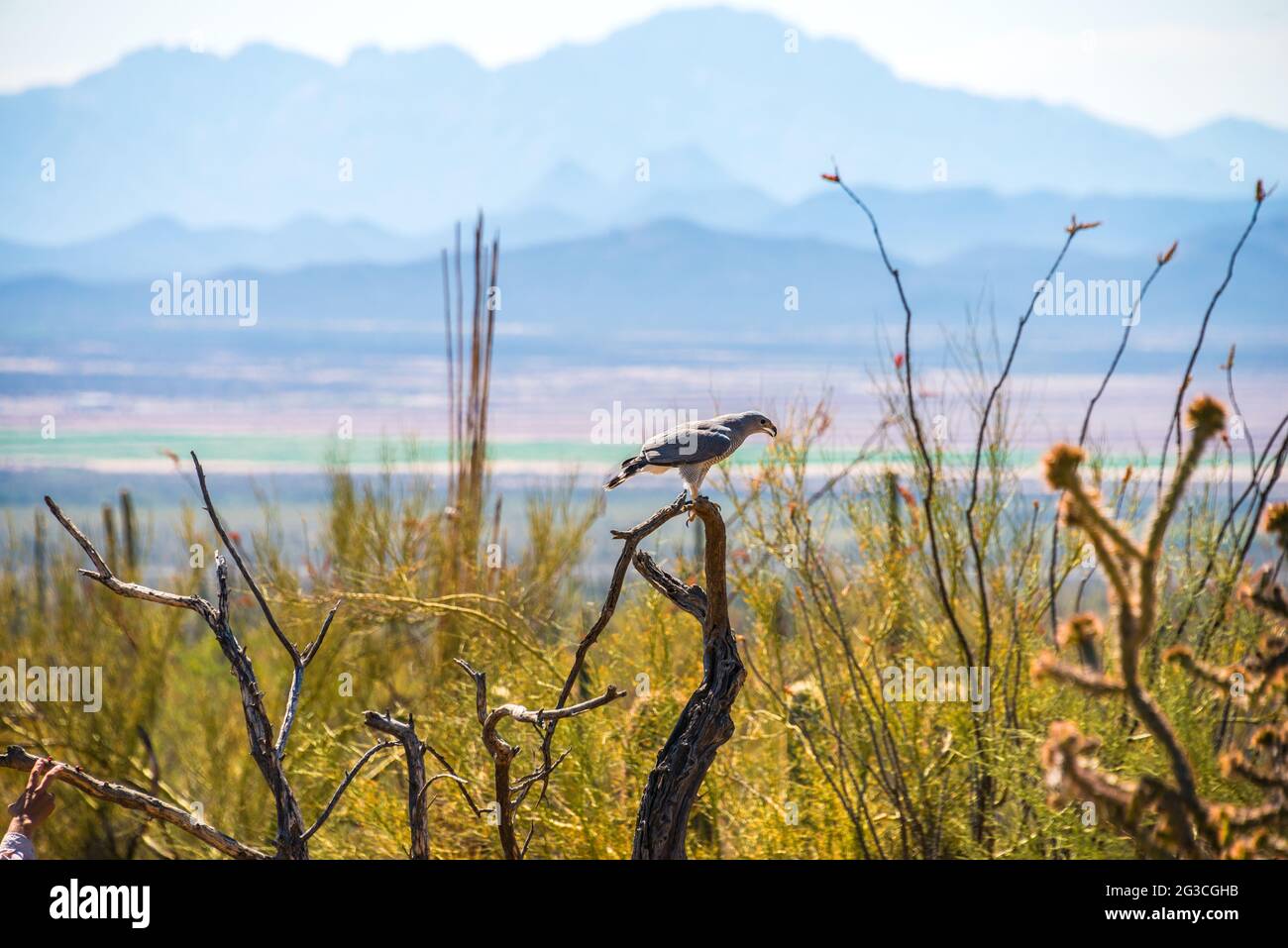 Harris Hawks in Arizona Stock Photo - Alamy