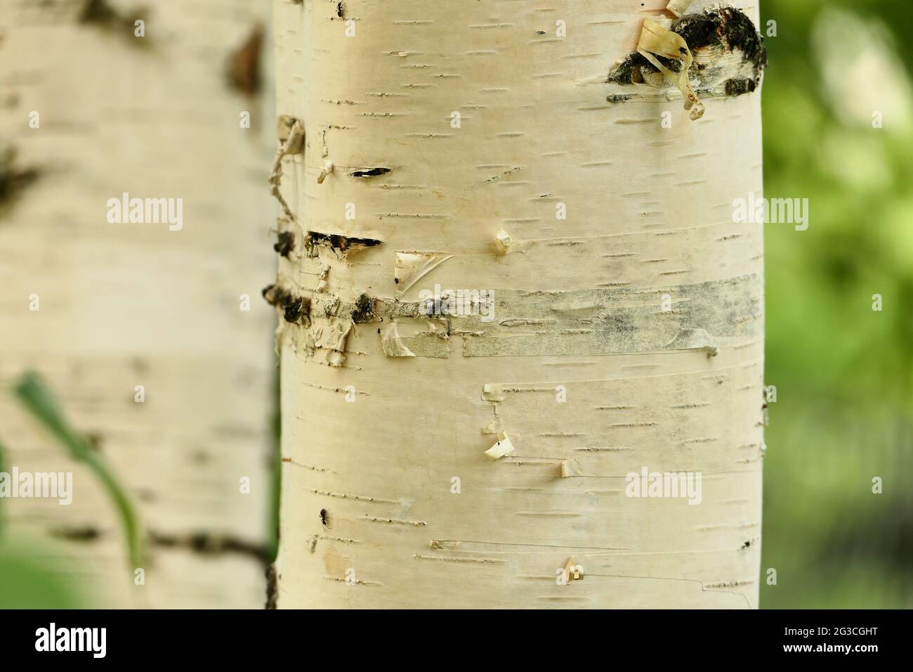 Birch texture hi-res stock photography and images - Alamy