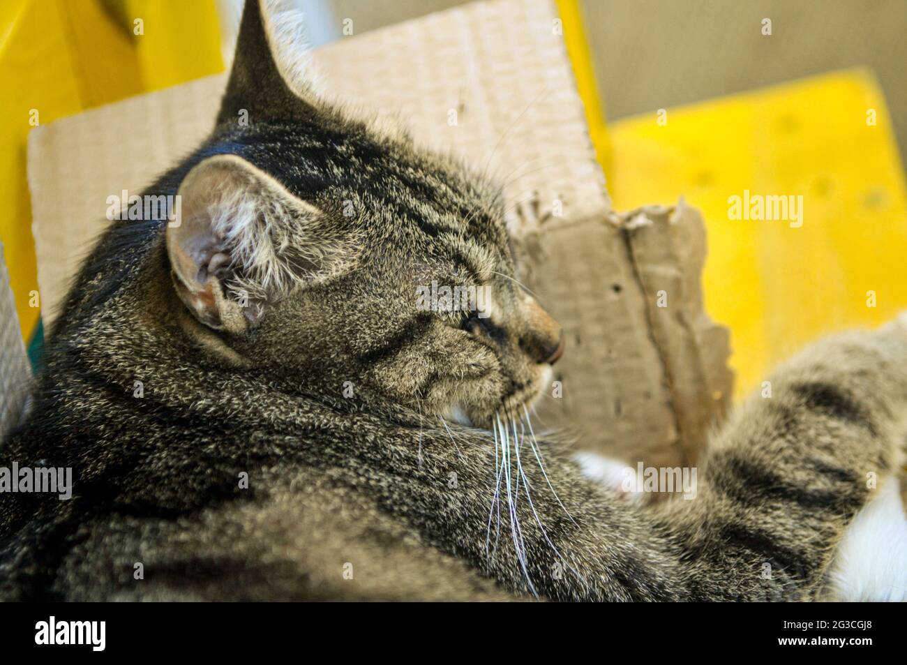 American shorthair cat sleeping on carton papers Stock Photo - Alamy