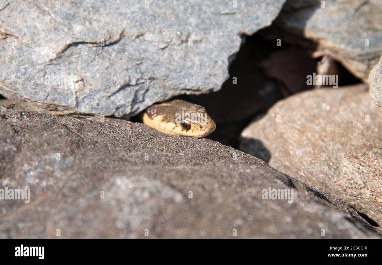 American garter snake hi-res stock photography and images - Alamy
