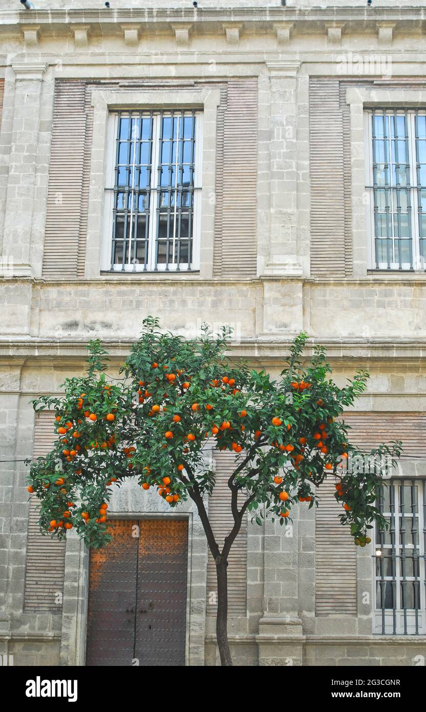 Sevilla orange hi-res stock photography and images - Alamy