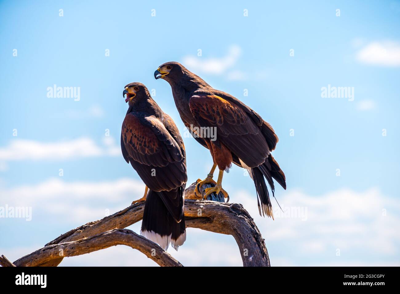 Harris Hawks in Arizona Stock Photo - Alamy