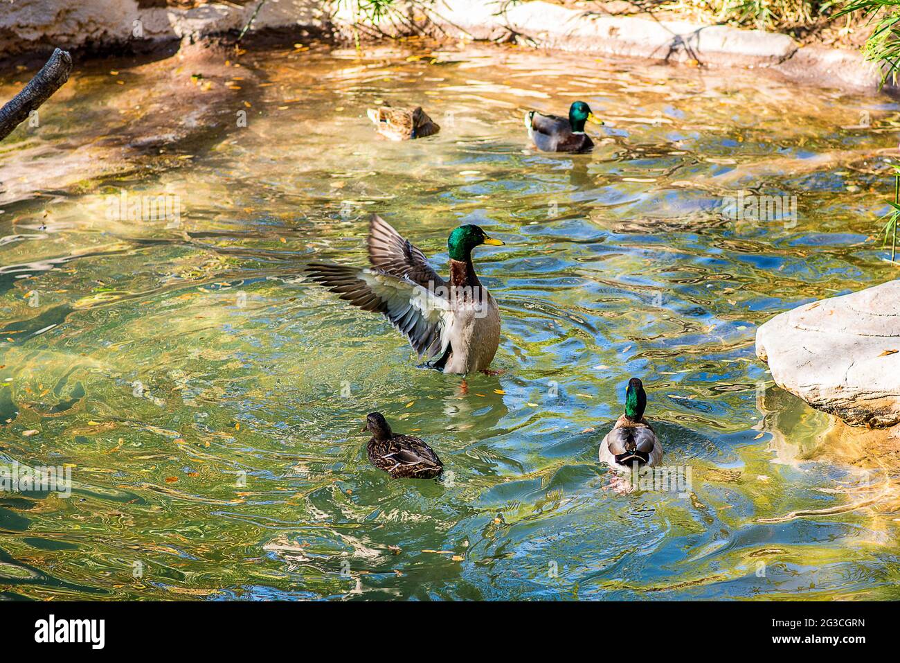 Ducks in nature Stock Photo - Alamy