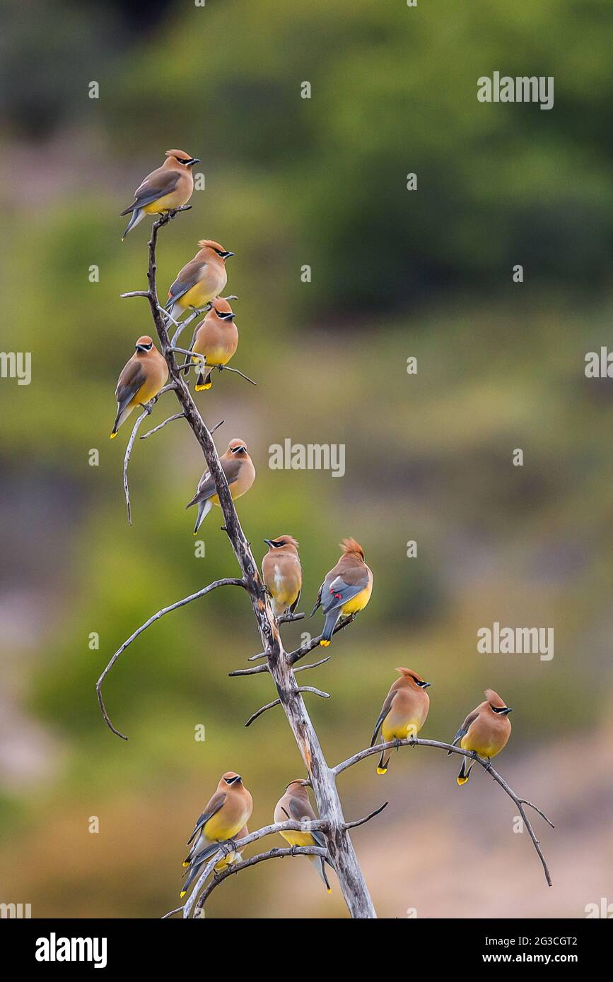 A flock of birds Stock Photo - Alamy