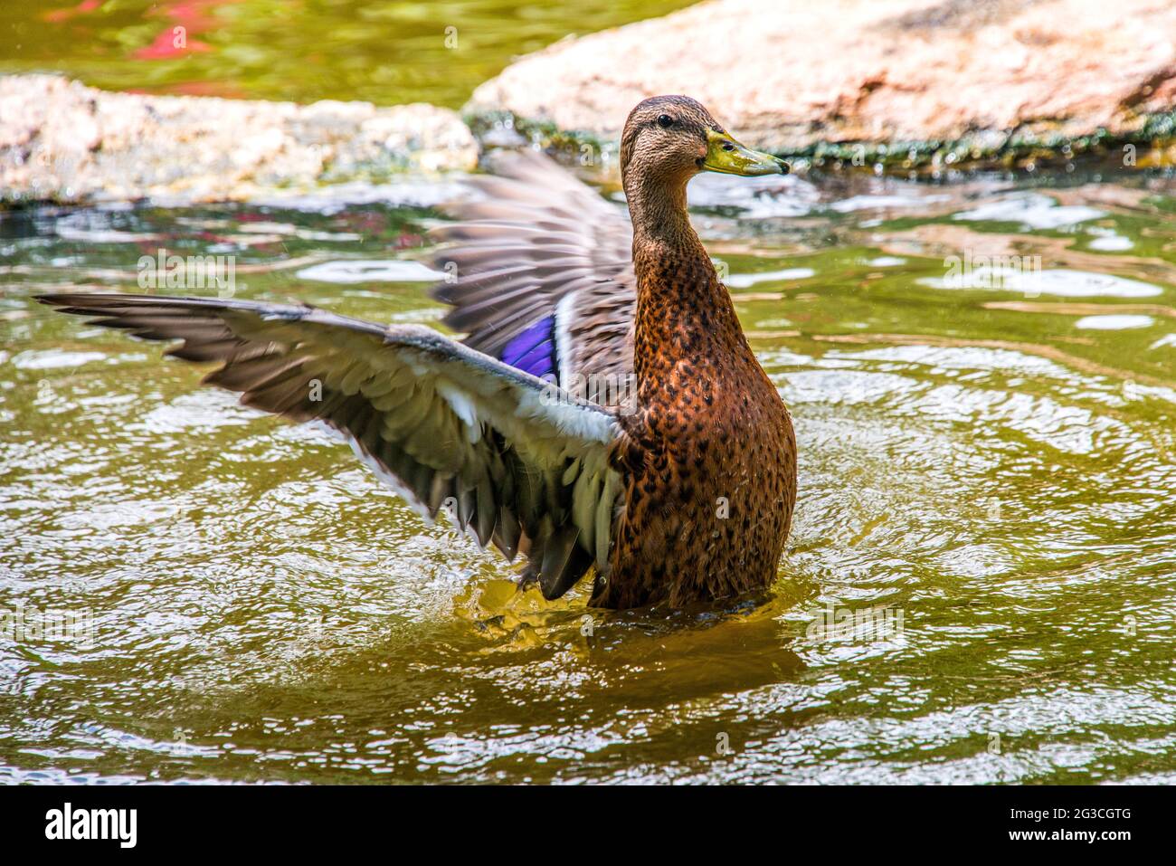 Ducks in nature hi-res stock photography and images - Alamy