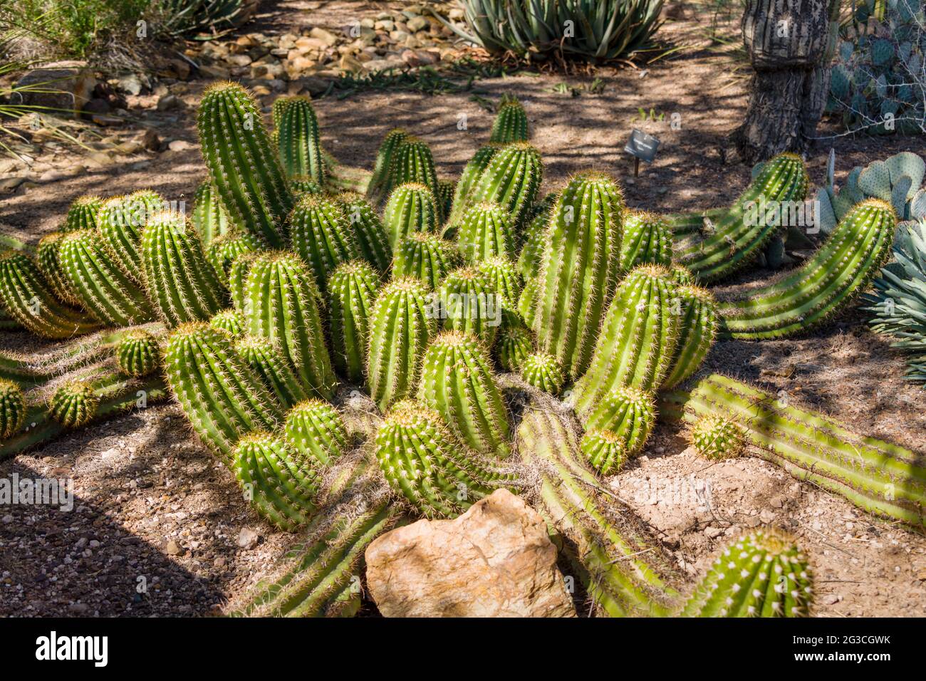 Arizona botanical garden hi-res stock photography and images - Alamy