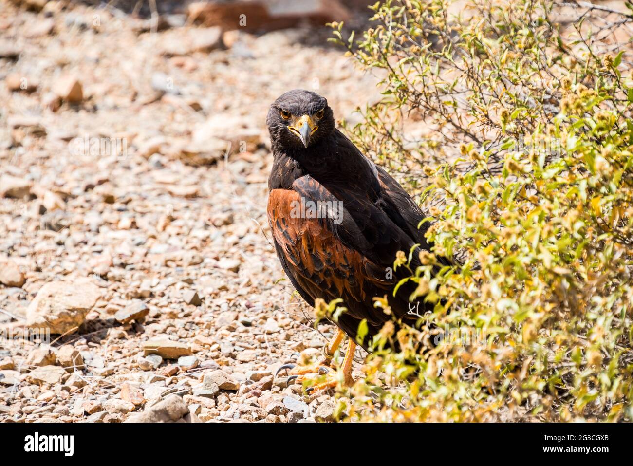 Harris hawks hi-res stock photography and images - Alamy