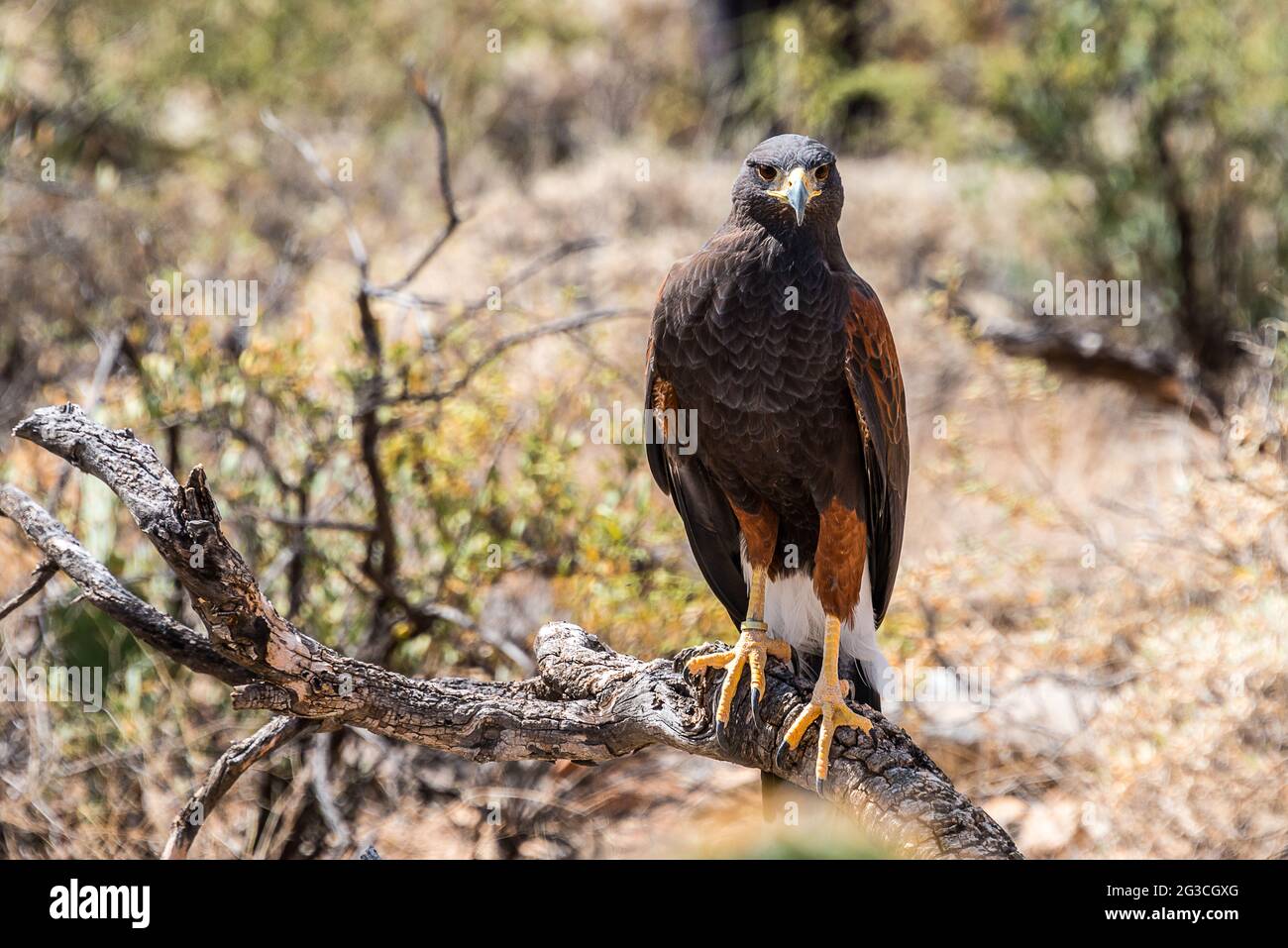 Harris Hawks in Arizona Stock Photo - Alamy