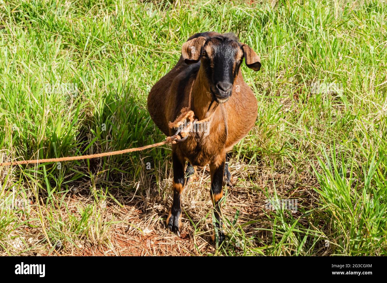 Mother Alphine Goat On Rope Stock Photo - Alamy
