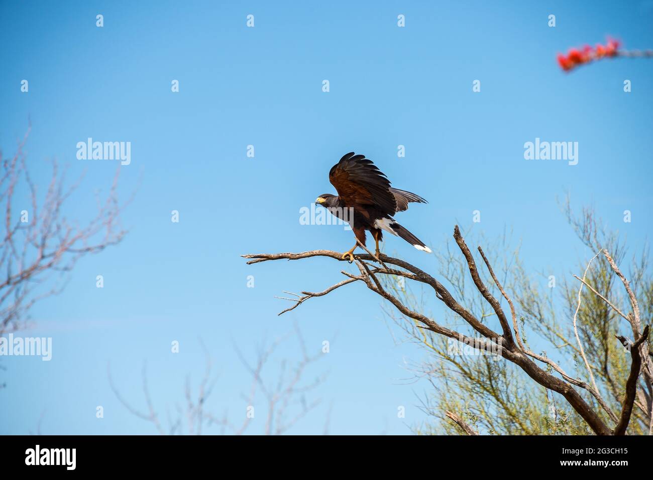 Harris Hawks in Arizona Stock Photo - Alamy