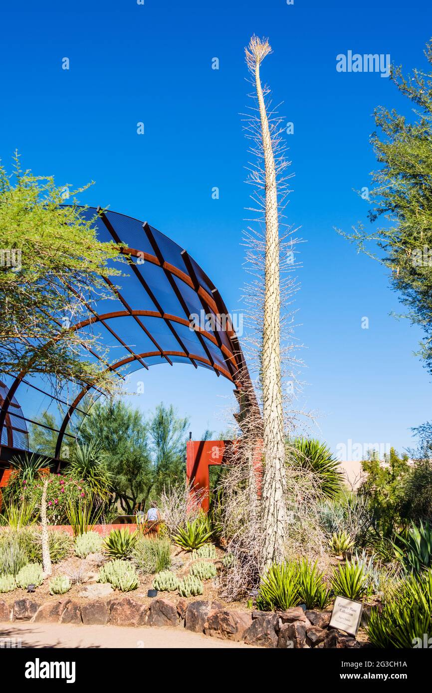 Desert Botanical Garden - Plants & Sculpture - Boojum Tree Stock Photo ...