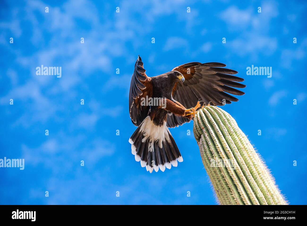 Harris hawks hi-res stock photography and images - Alamy
