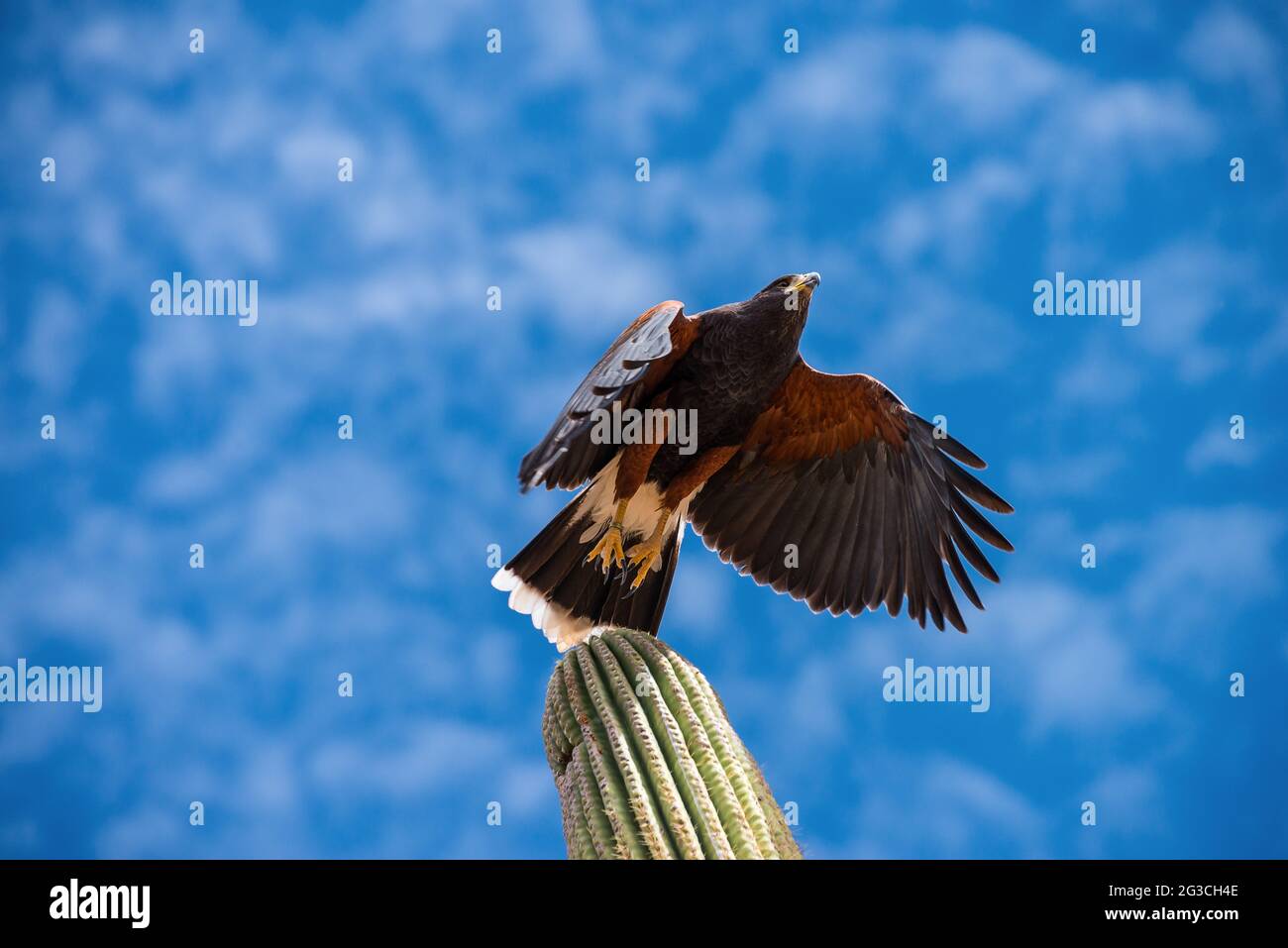 Harris Hawks in Arizona Stock Photo - Alamy
