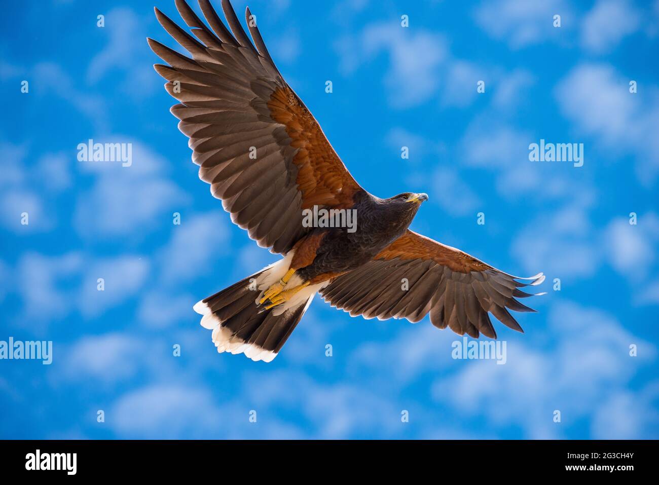 Harris hawk and talons hi-res stock photography and images - Alamy