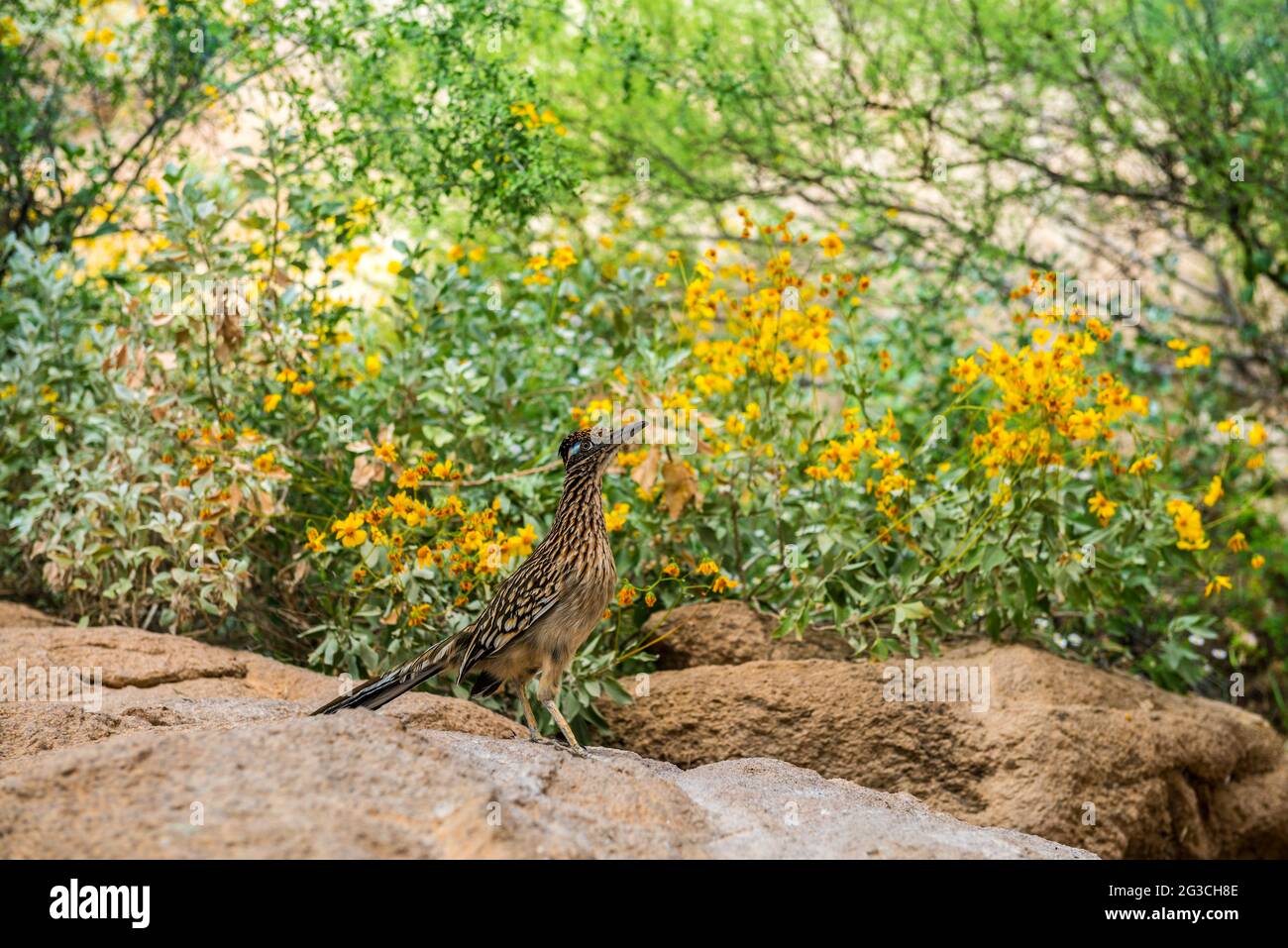 Road runner bird hi-res stock photography and images - Alamy