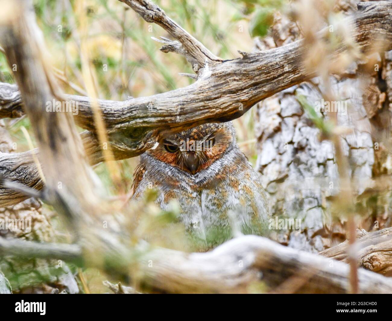 Elf owl hi-res stock photography and images - Alamy