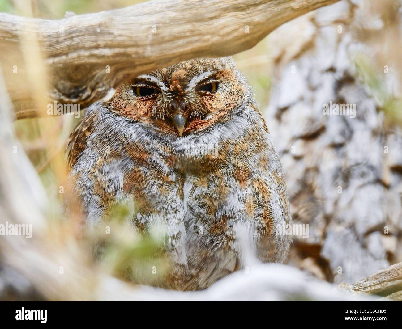 Elf owl fly hi-res stock photography and images - Alamy