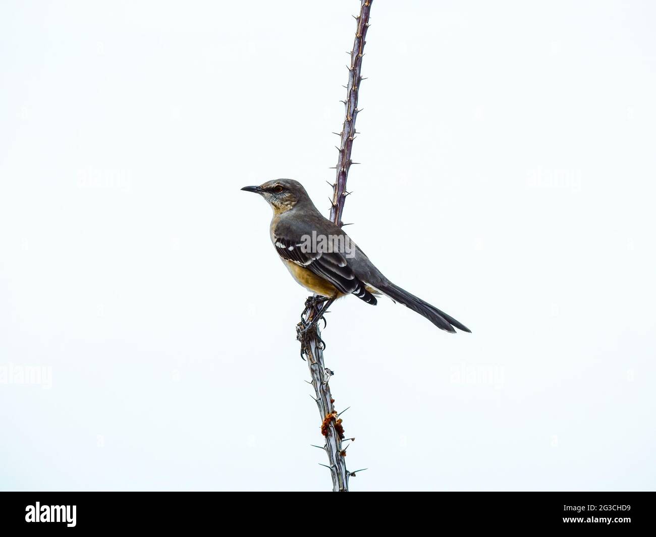Curved bill hi-res stock photography and images - Alamy