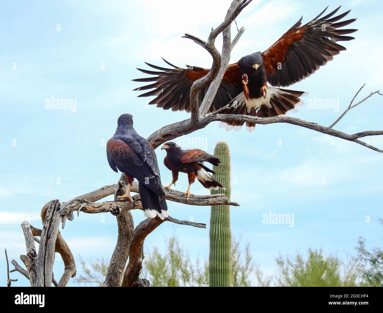 Harris hawk and talons hi-res stock photography and images - Alamy