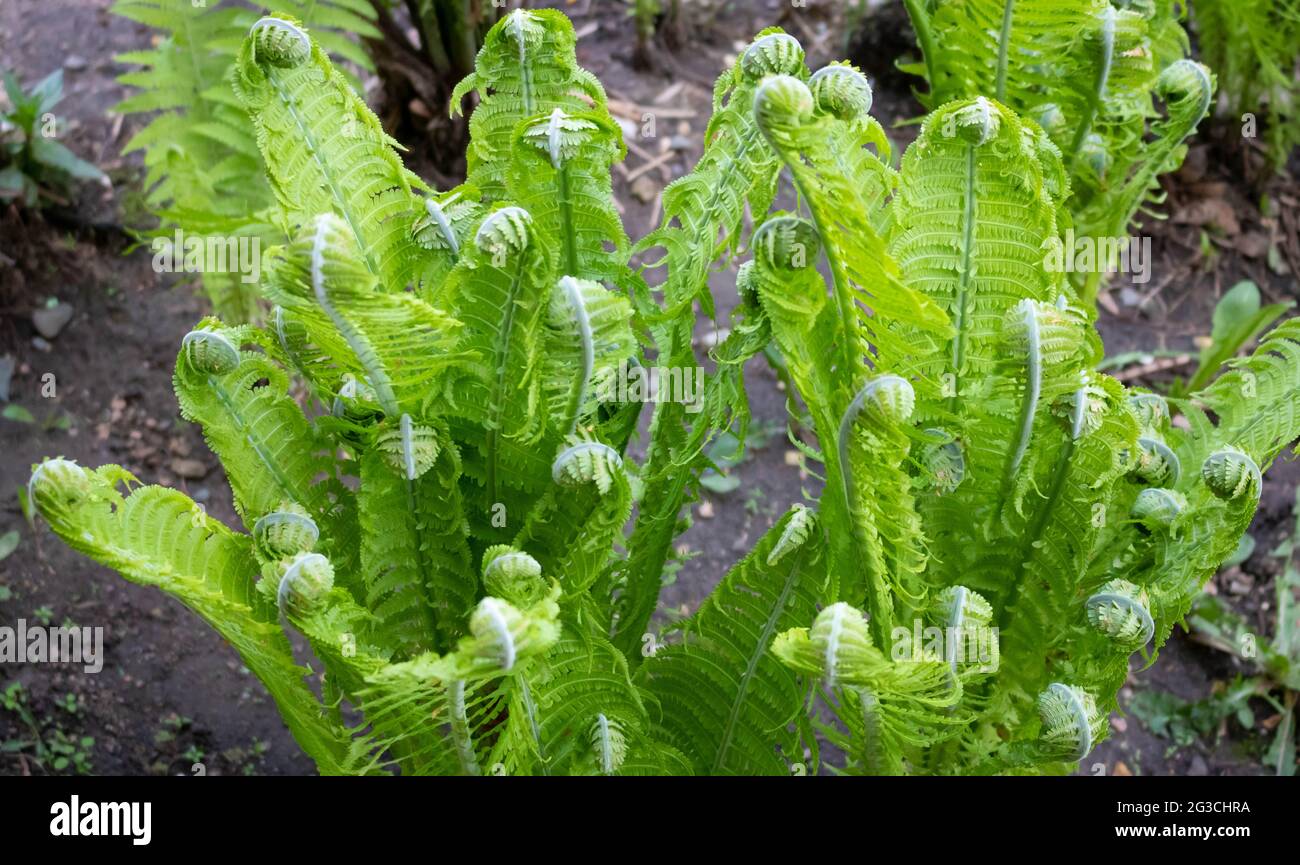 Curls of young green fern shoots. Plants in nature. Spring season. A ...