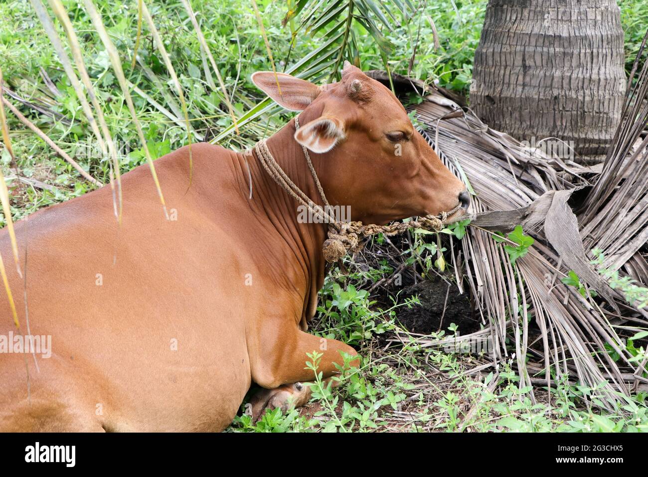 Closeup of a brown cow sitting on the ground in a forest during ...