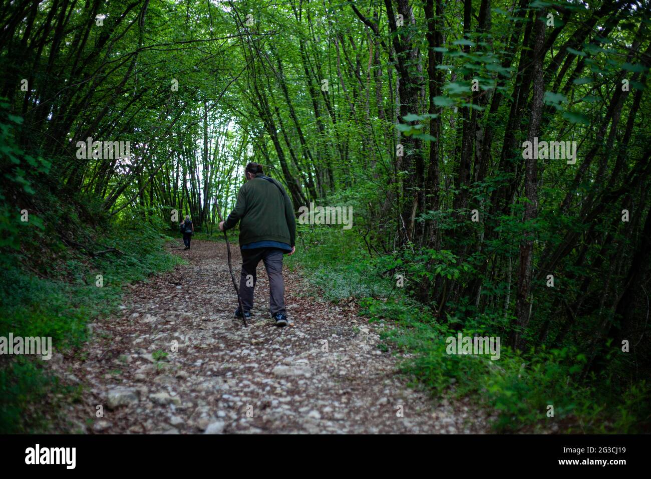 Senior man walking with a cane in the green forest Stock Photo - Alamy
