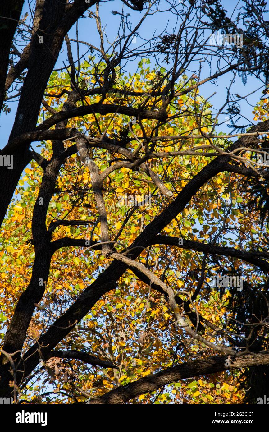 Fall tree with yellow leaves in the forest Stock Photo - Alamy
