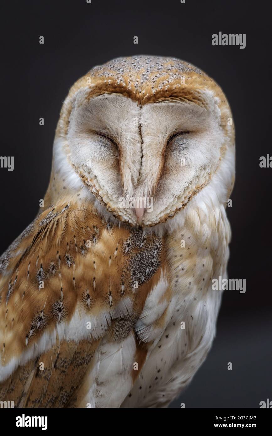Barn owl portrait Stock Photo - Alamy