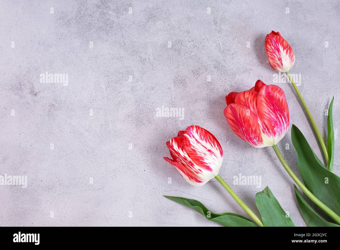 Color tulips flowers on grey background. Springtime concept . Easter ...