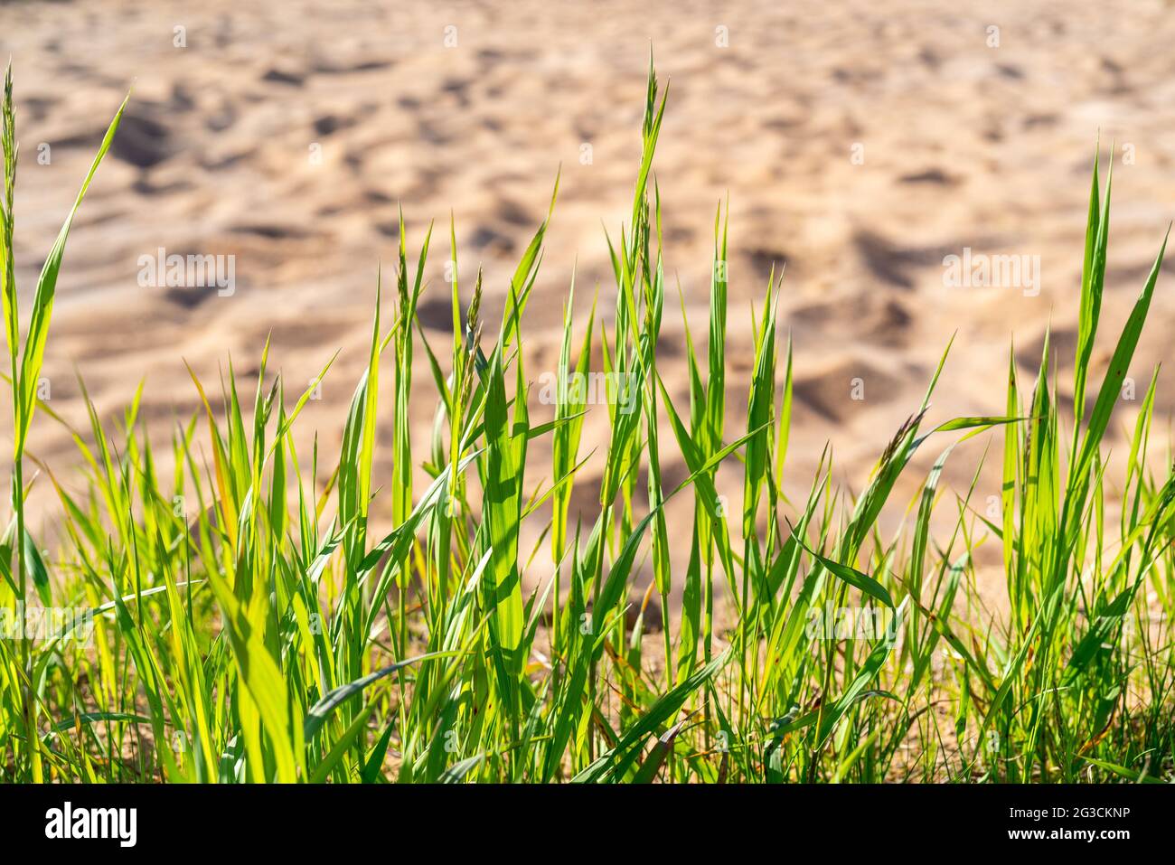 Weeds growing in sand hi-res stock photography and images - Alamy