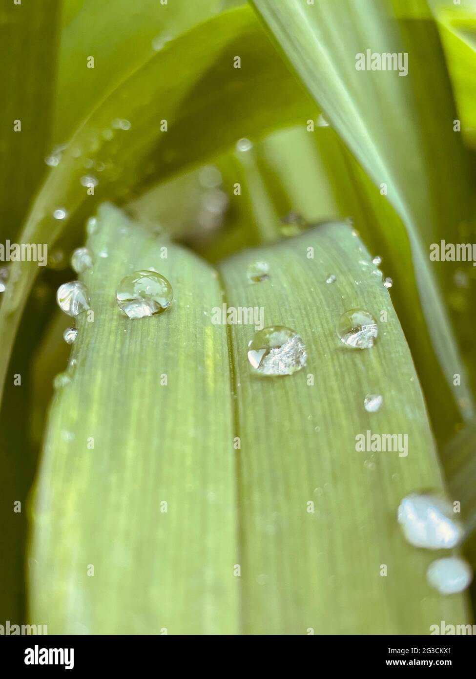 Purest water hi-res stock photography and images - Alamy