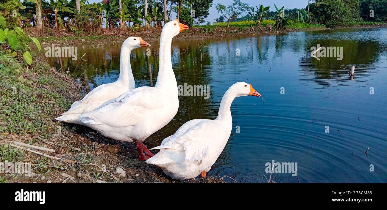 Group of geese standing on the side of the water in a lake Stock Photo ...