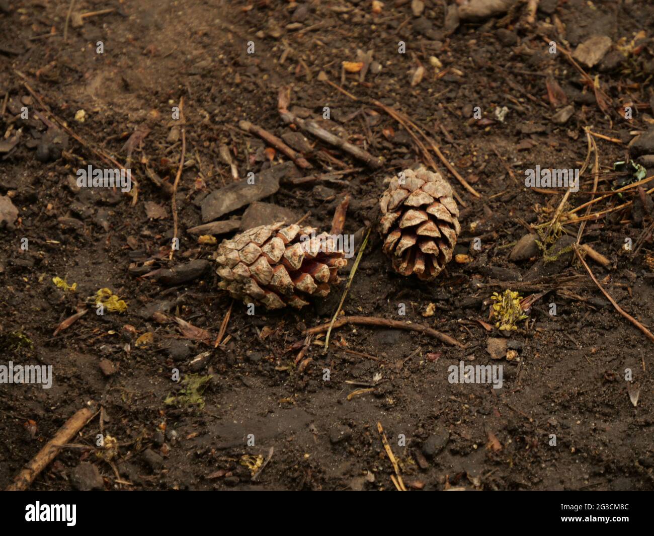 Pine cones fallen on the wet ground Stock Photo - Alamy