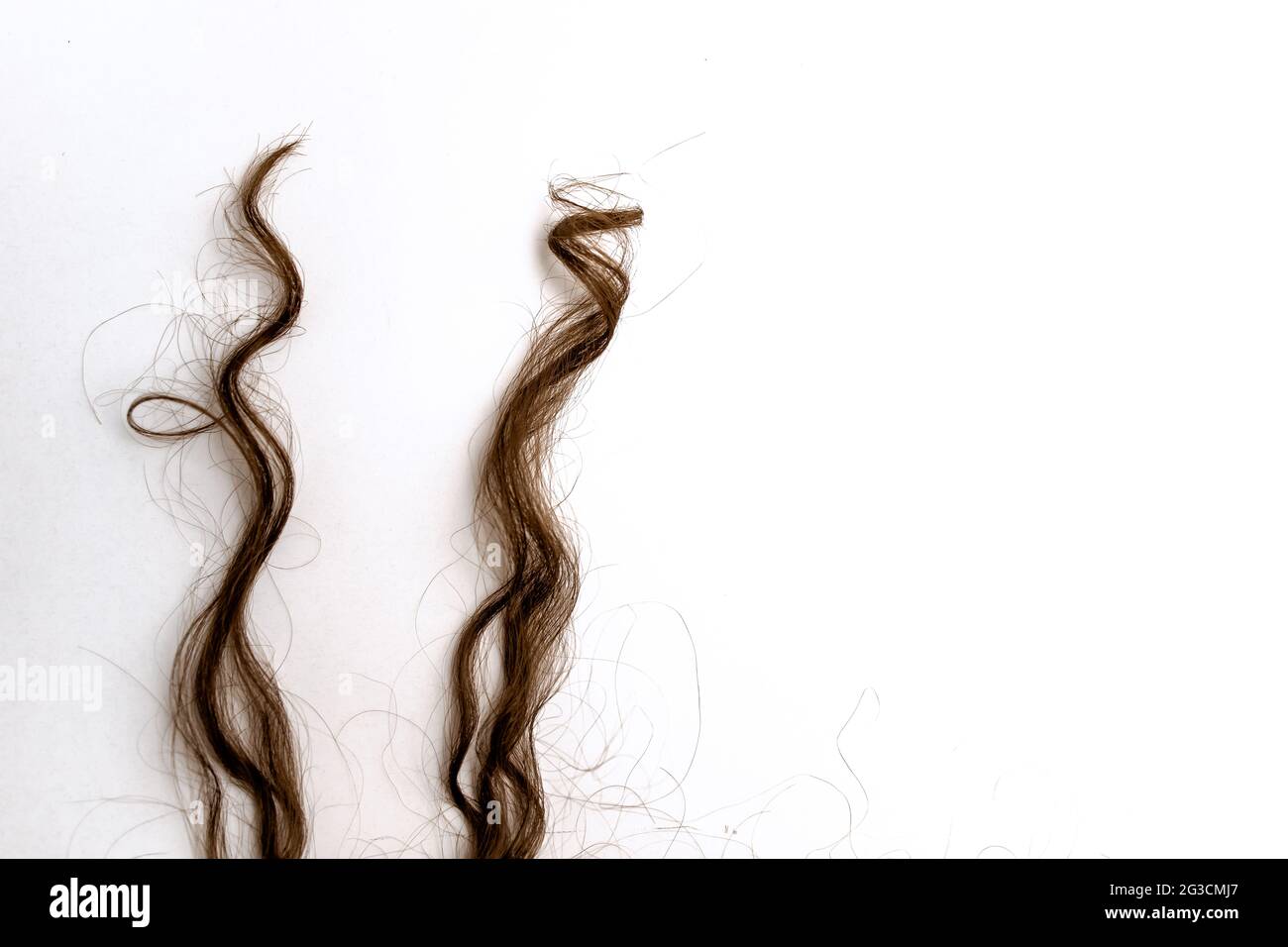 Brunette curly hair extension isolated on white background Stock Photo ...