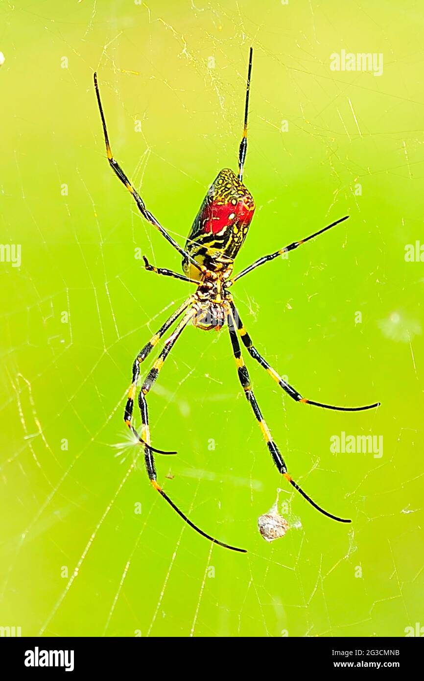 Arachnidae High Resolution Stock Photography and Images - Alamy