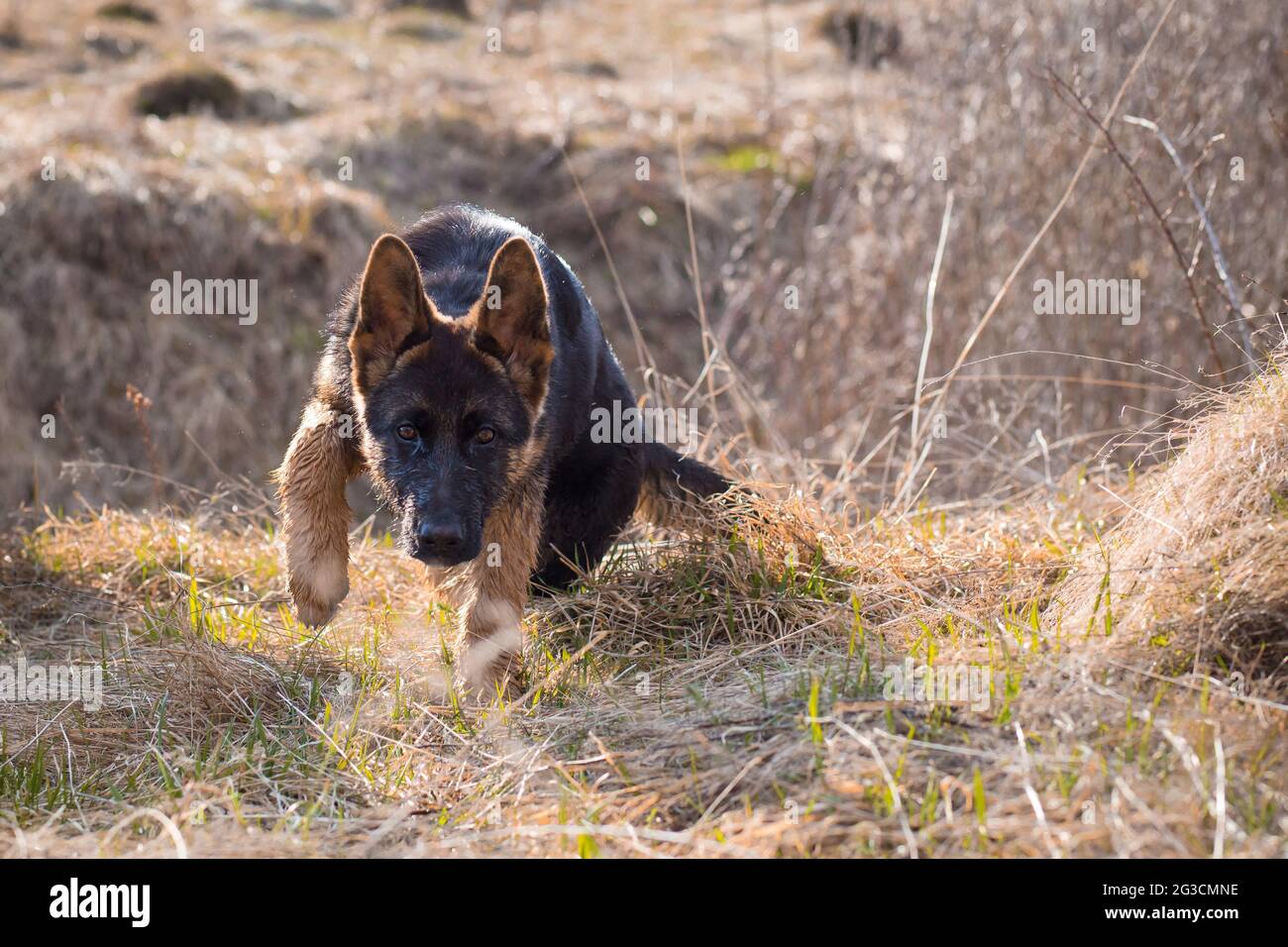 German shepherd dog running hi-res stock photography and images - Alamy