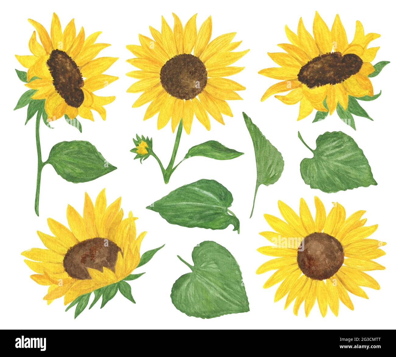 Sunflower Leaf Pattern