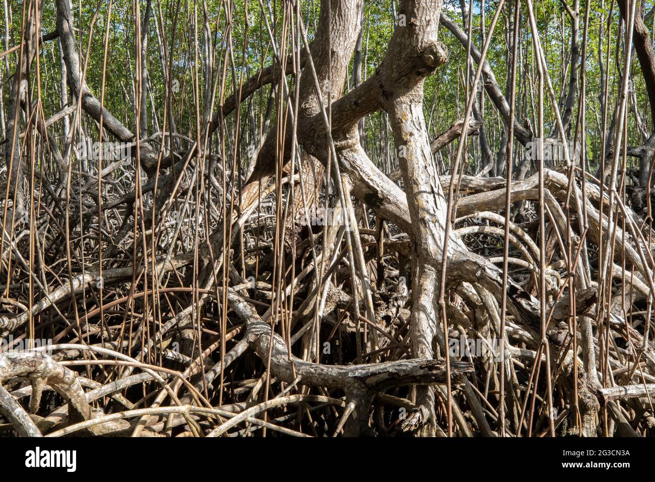 Mangrove root close up hi-res stock photography and images - Alamy