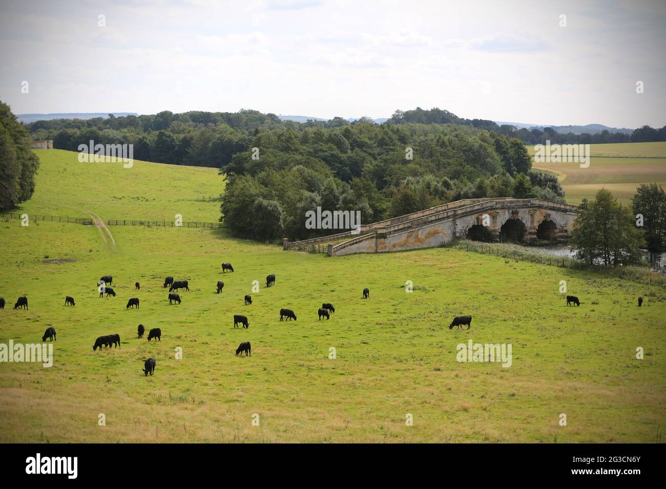 Aberdeen Angus beef castle grazing the pasture in the grounds of the ...