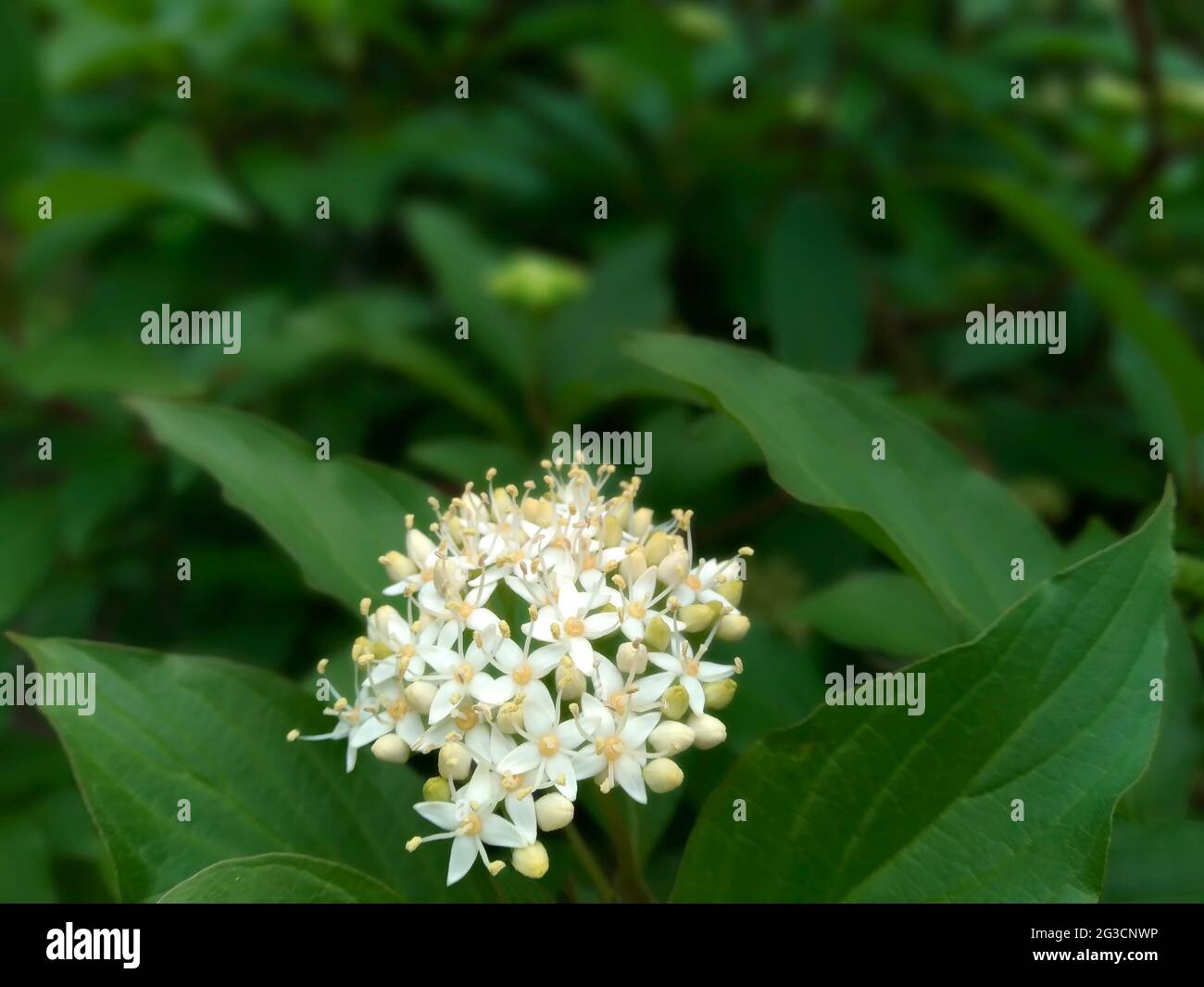 White flowers of Cornus alba shrub, known as red barked, white or ...
