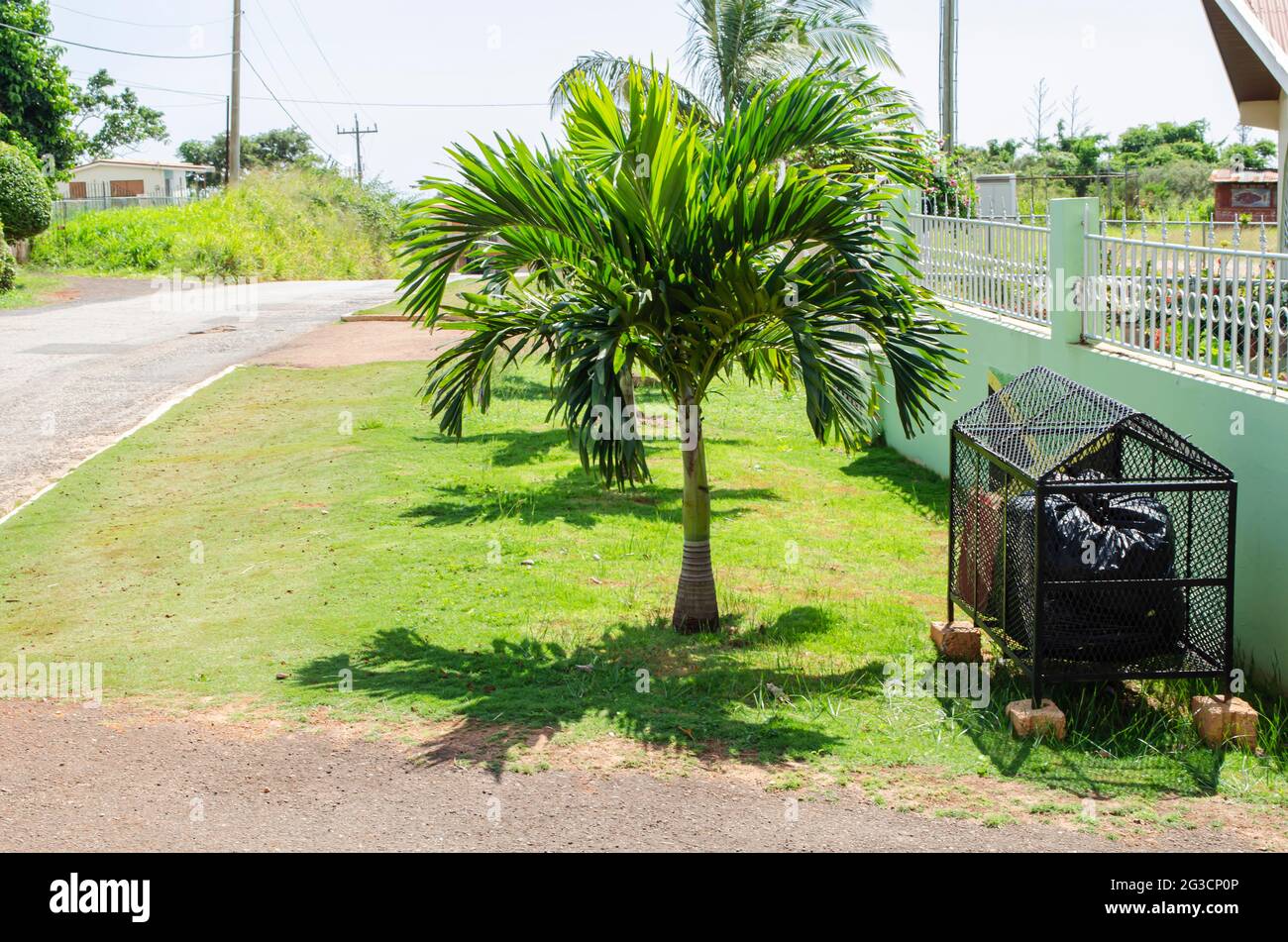 Royal Palm Tree Beside Garbage Bin Stock Photo - Alamy