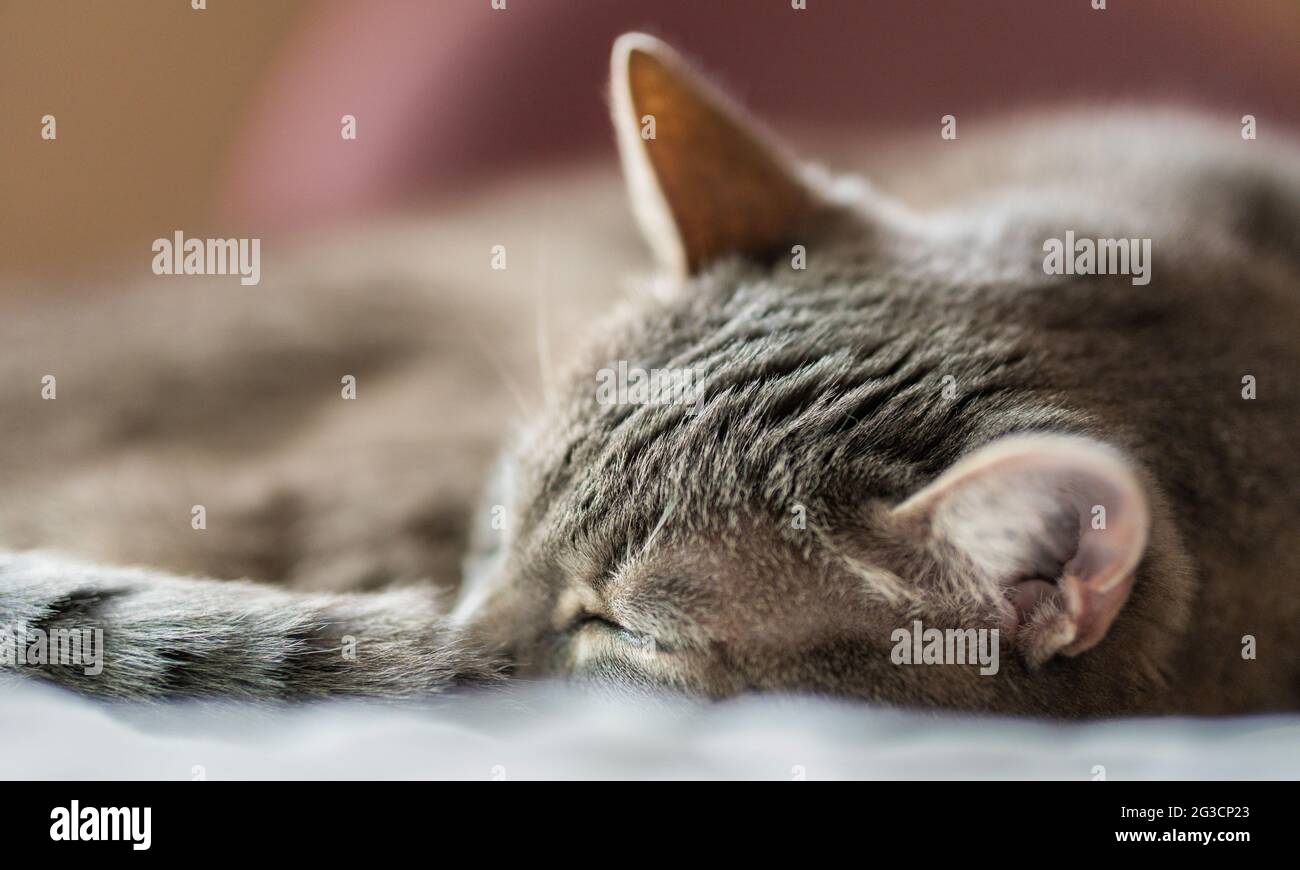 Cute Cat Sleeping at Home Stock Photo - Alamy