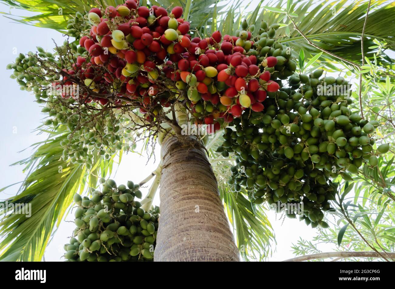 Manila palm adonidia merrillii hi-res stock photography and images - Alamy