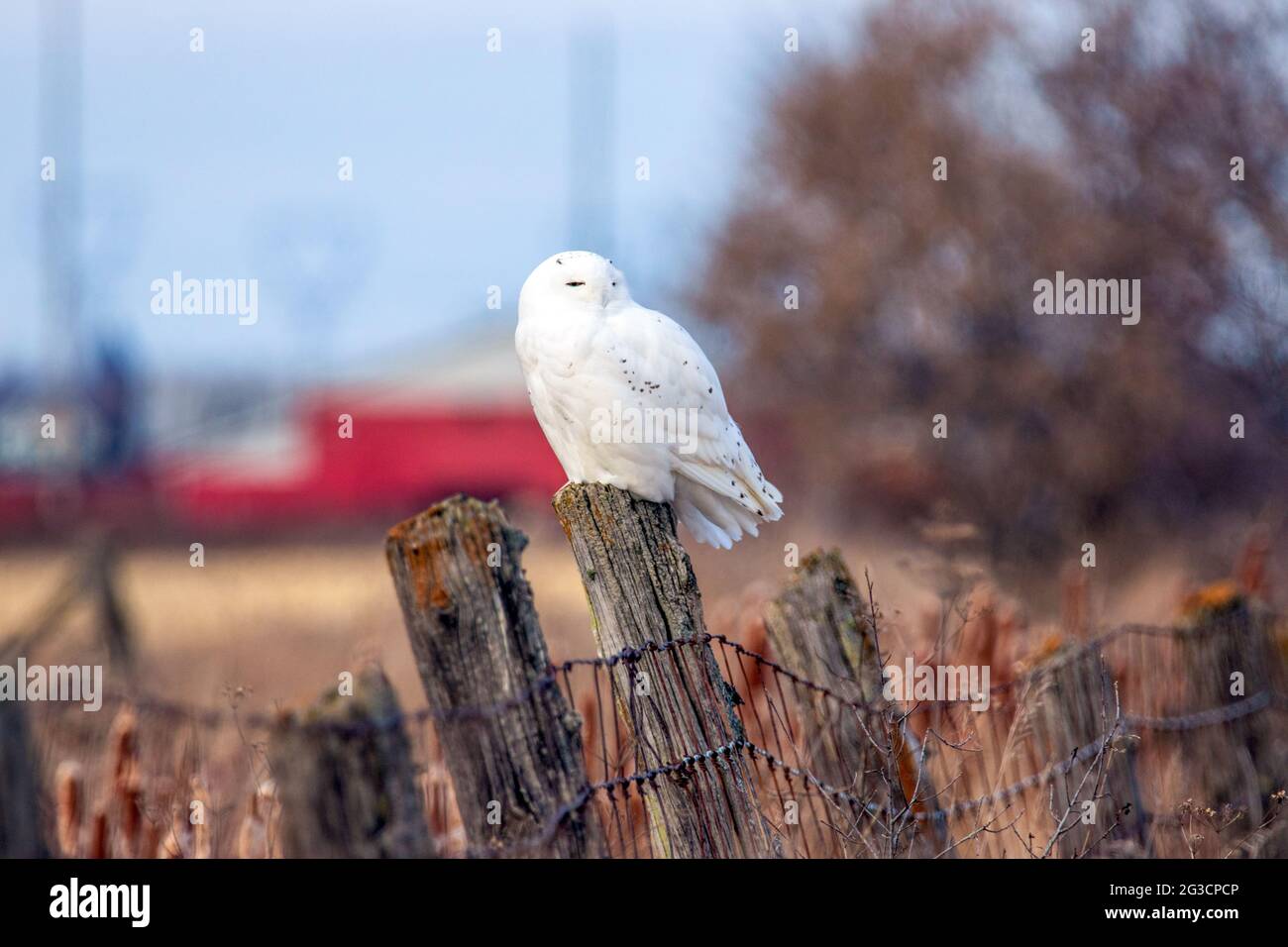White male snowy owl perched on a farmer's wooden fence post looking to ...